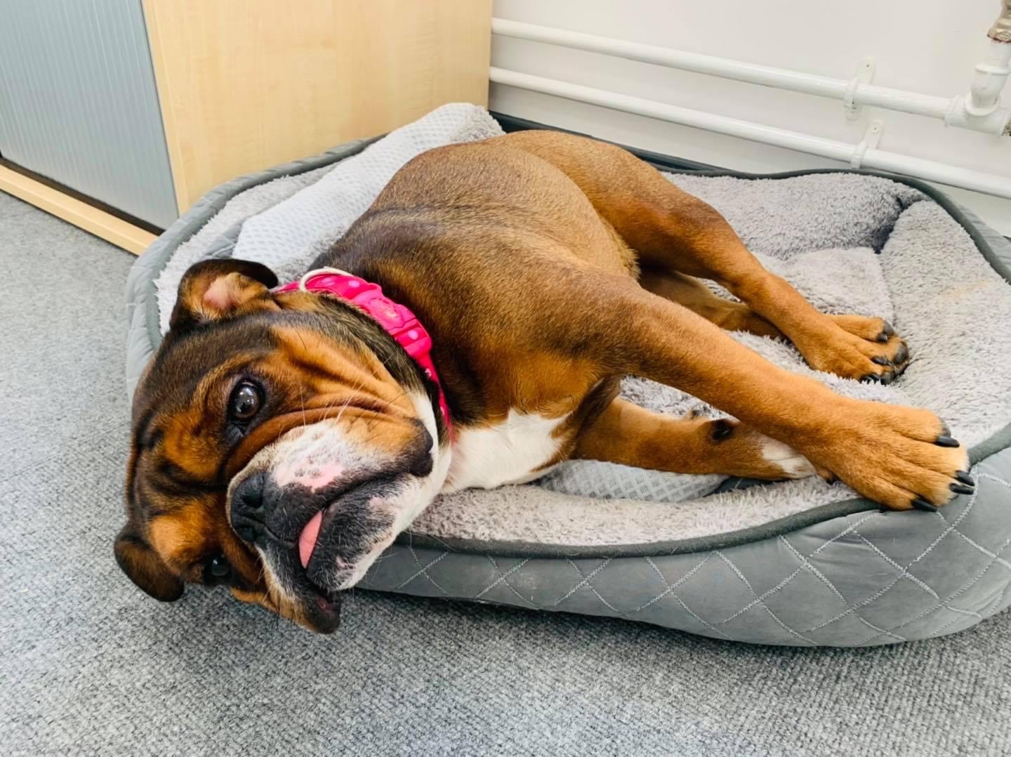 Paws for thought: Animals in the workplace – LAT Careers